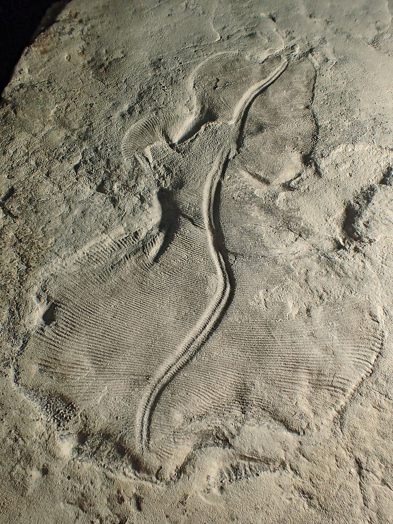 "Holy Grail of Paleontology" - Mystery of the Earliest Known Animal ...