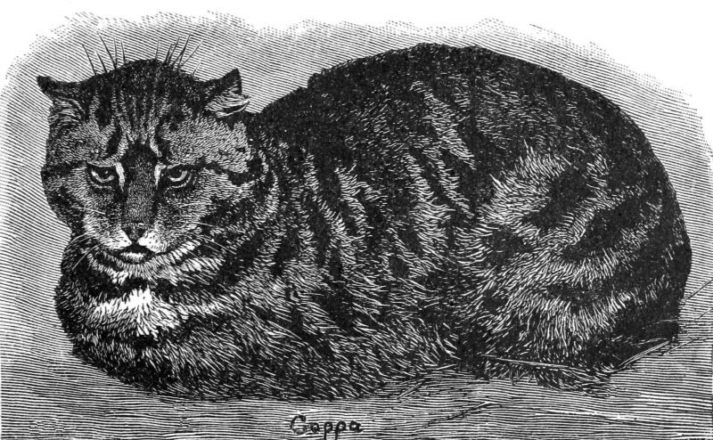 How Cats Came to be Associated with Witchcraft | The Vintage News