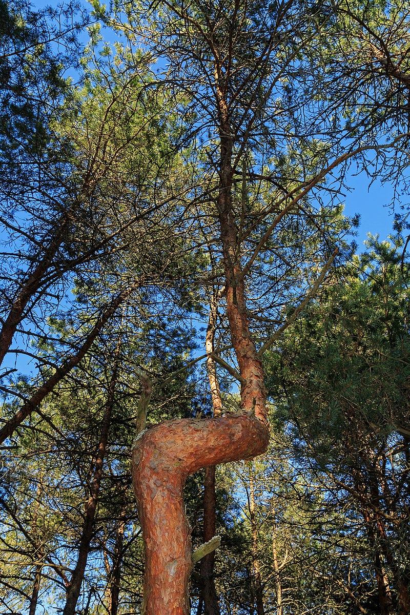 Drunken Trees - Two Surreal Forests that Abandon the Laws of Gravity ...