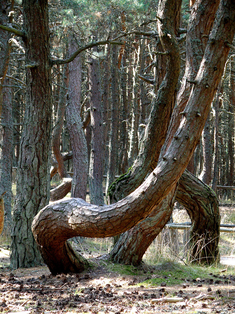 Drunken Trees - Two Surreal Forests that Abandon the Laws of Gravity ...