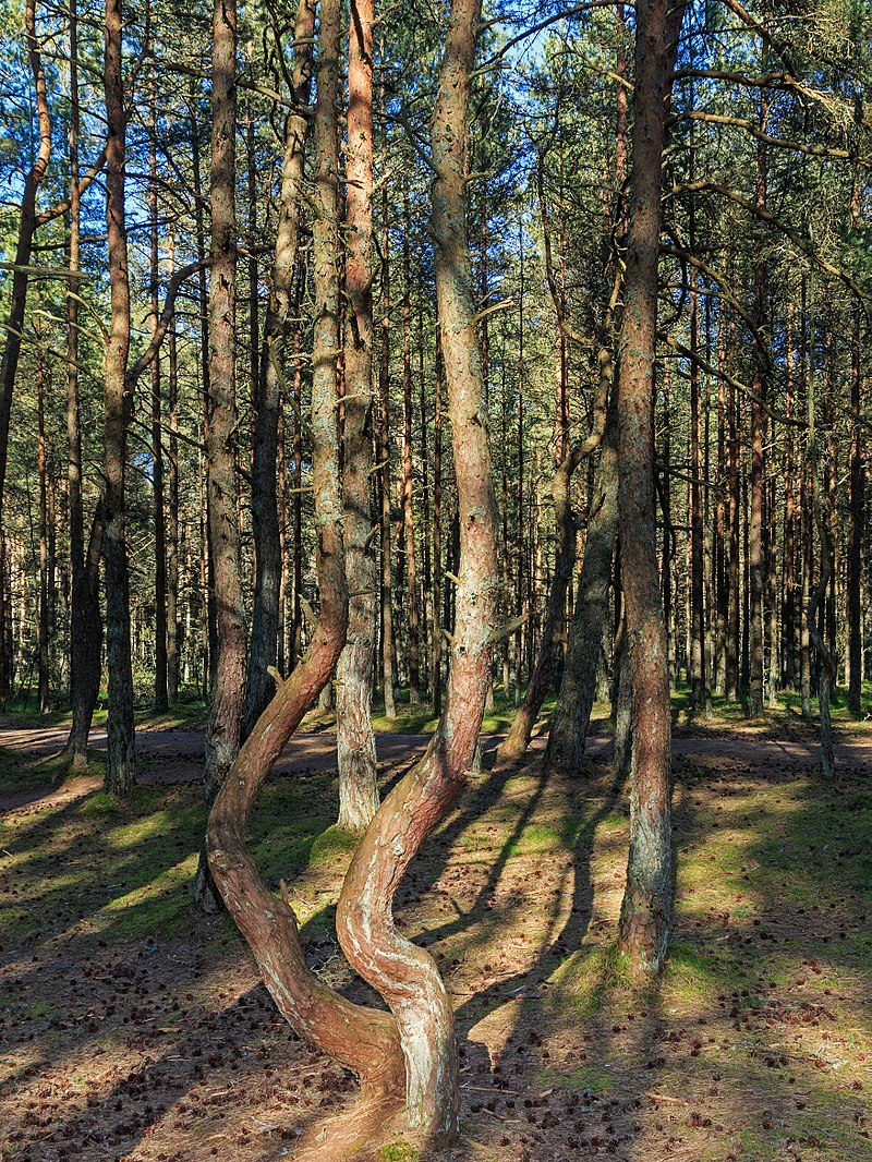 Drunken Trees - Two Surreal Forests that Abandon the Laws of Gravity ...