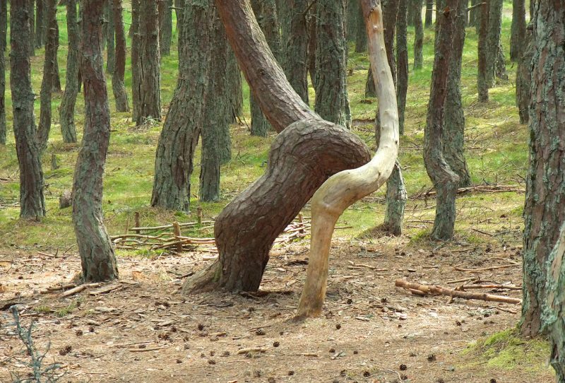 Drunken Trees - Two Surreal Forests that Abandon the Laws of Gravity ...