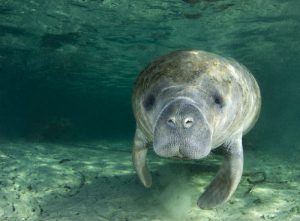 Columbus was Sure he Encountered a Mermaid - Turned out to be a Manatee ...