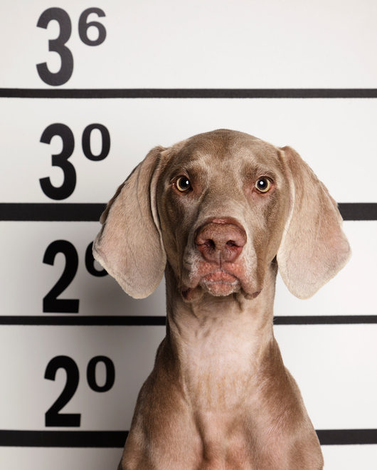 5 Crazy Stories of Animals Committing Crimes | The Vintage News