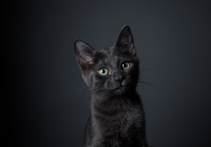 The Vicious Battle Between the Vatican and Cats | The Vintage News