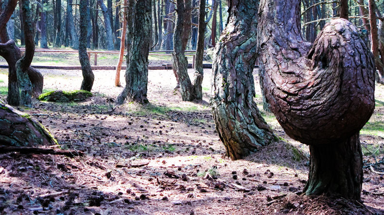 Drunken Trees - Two Surreal Forests that Abandon the Laws of Gravity ...