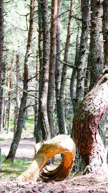 Drunken Trees - Two Surreal Forests that Abandon the Laws of Gravity ...