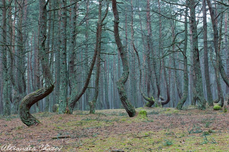 Drunken Trees - Two Surreal Forests that Abandon the Laws of Gravity ...