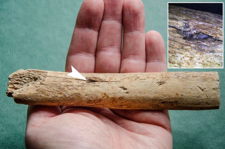 New Evidence Proves that Humans did Indeed Hunt Mammoths | The Vintage News