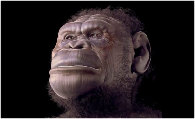"Missing Link" Skeletons Finally Deciphered - Show New Path of Human ...
