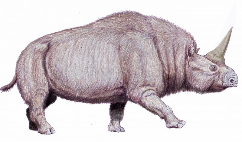 When Giants Roamed the Earth - 8 Prehistoric Mega Mammals | The Vintage ...