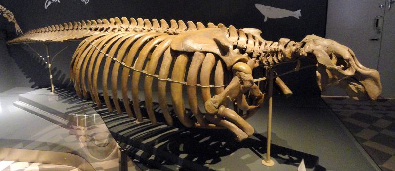 When Giants Roamed the Earth - 8 Prehistoric Mega Mammals | The Vintage ...