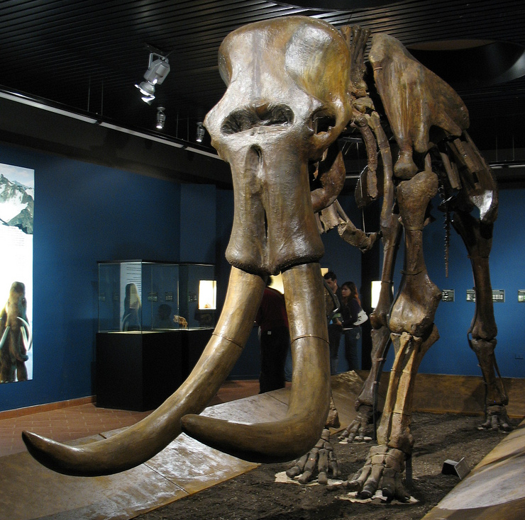 When Giants Roamed the Earth - 8 Prehistoric Mega Mammals | The Vintage ...