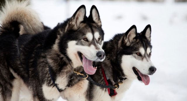 Are Huskies Allowed In Antarctica