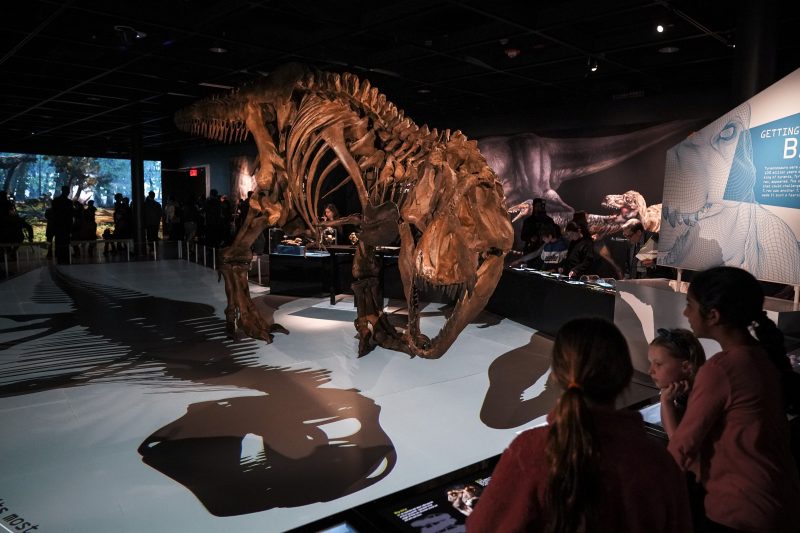 World's Largest T. Rex Skeleton Discovered - Nicknamed "Scotty" | The ...