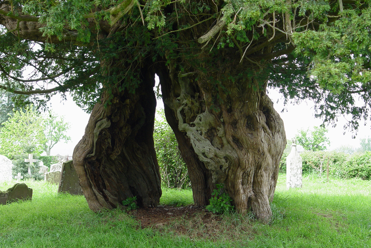 Dark and Twisted - These Ancient Mysterious Trees are Older than the ...