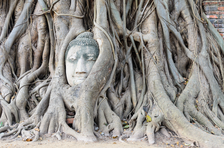 A Buddha’s Head Hiding Inside a Tree in Thailand Continues to Amaze ...