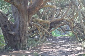 Dark and Twisted - These Ancient Mysterious Trees are Older than the ...