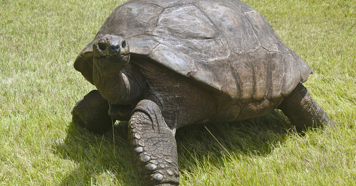 Jonathan the Tortoise Is the World's Oldest Animal on Land | The ...