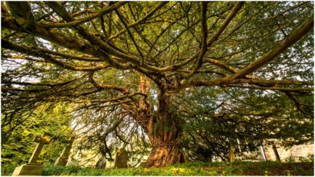 Dark and Twisted - These Ancient Mysterious Trees are Older than the ...