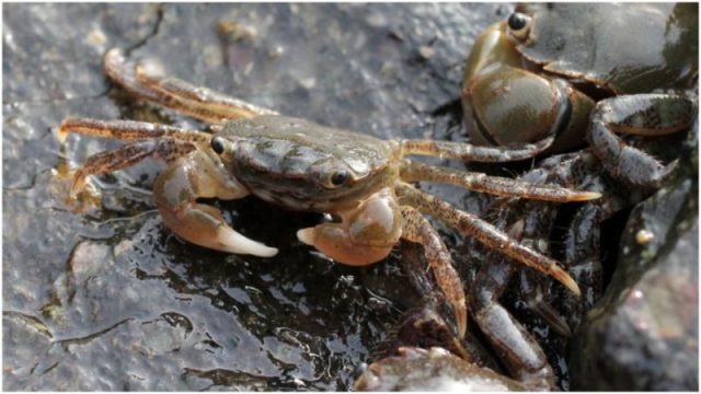 Unique species of crabs went extinct due to a military-sponsored dike ...