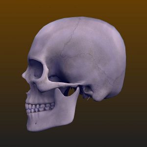 Why Humans are the Only Species to have Chins | The Vintage News