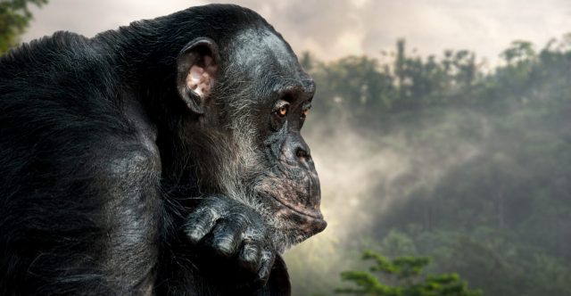 Discovery of Prehistoric Ape that Walked Upright Changes Everything ...