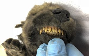 Discovered 18,000-yr-old Puppy Perfectly Preserved in the Snow | The ...