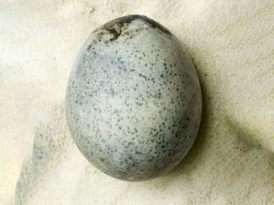 Actual Eggs from the Roman Empire Found Complete with Rotten Stench ...