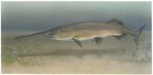 The Chinese Paddlefish Becomes the First Extinct Species of 2020 | The ...
