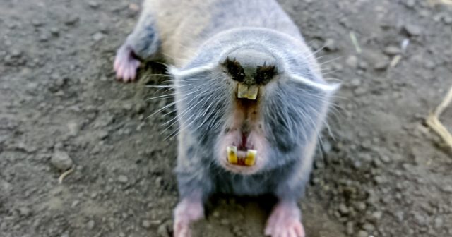 Prehistoric Giant Rat the Size of a Human Discovered in Brazil | The ...