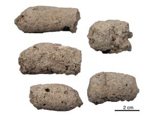 Mysterious Ancient Poop has been Deciphered by Artificial Intelligence ...