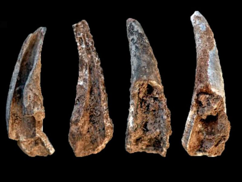 The Neanderthal Diet - New Findings Show What Their Favorite Food Was ...