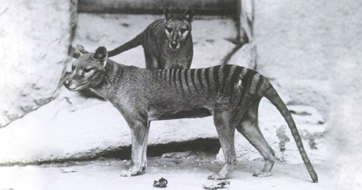 Footage of the Last Tasmanian Tiger Ever Seen Alive | The Vintage News