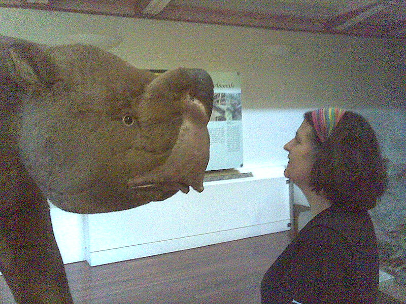 Remains of GIANT Wombat 25 Million Years old Found in Australia | The ...