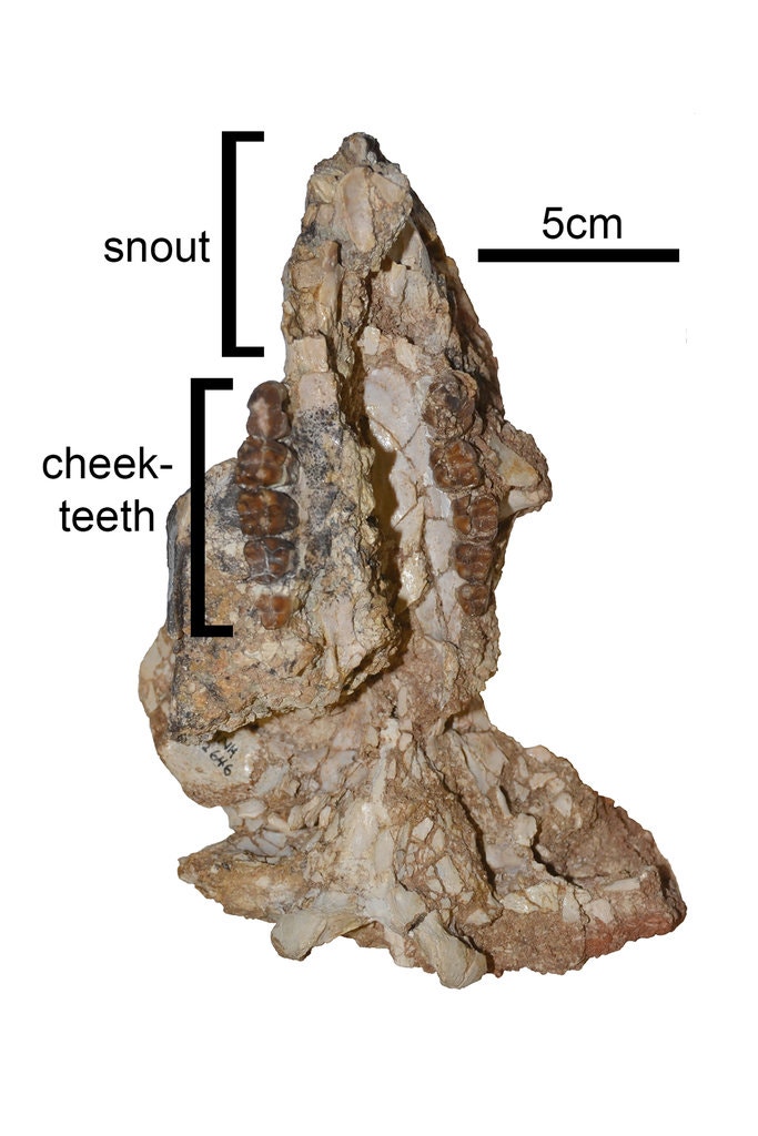 Remains of GIANT Wombat 25 Million Years old Found in Australia | The ...