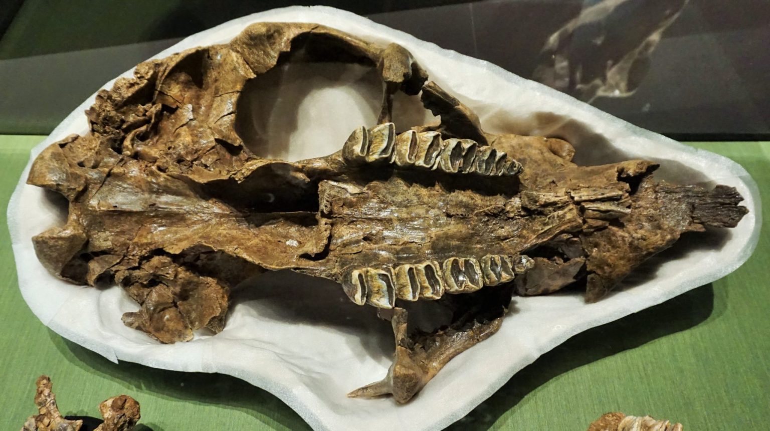 Remains of GIANT Wombat 25 Million Years old Found in Australia | The ...