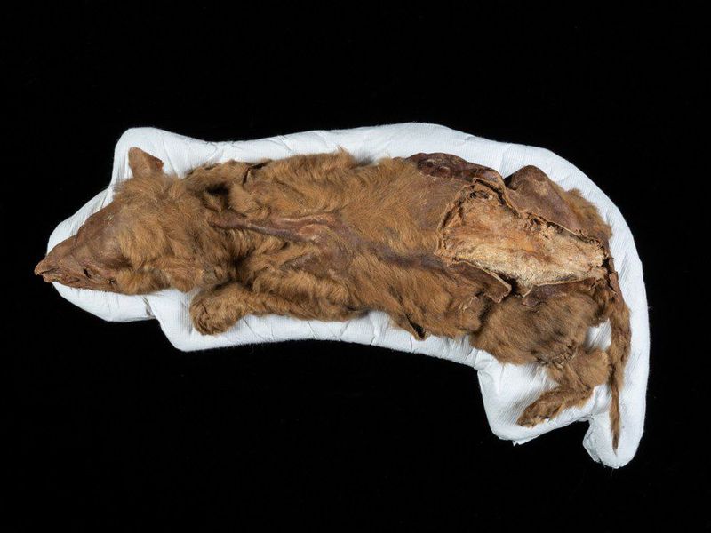 57,000-Year-Old Wolf Pup Discovered in Yukon Permafrost | The Vintage News