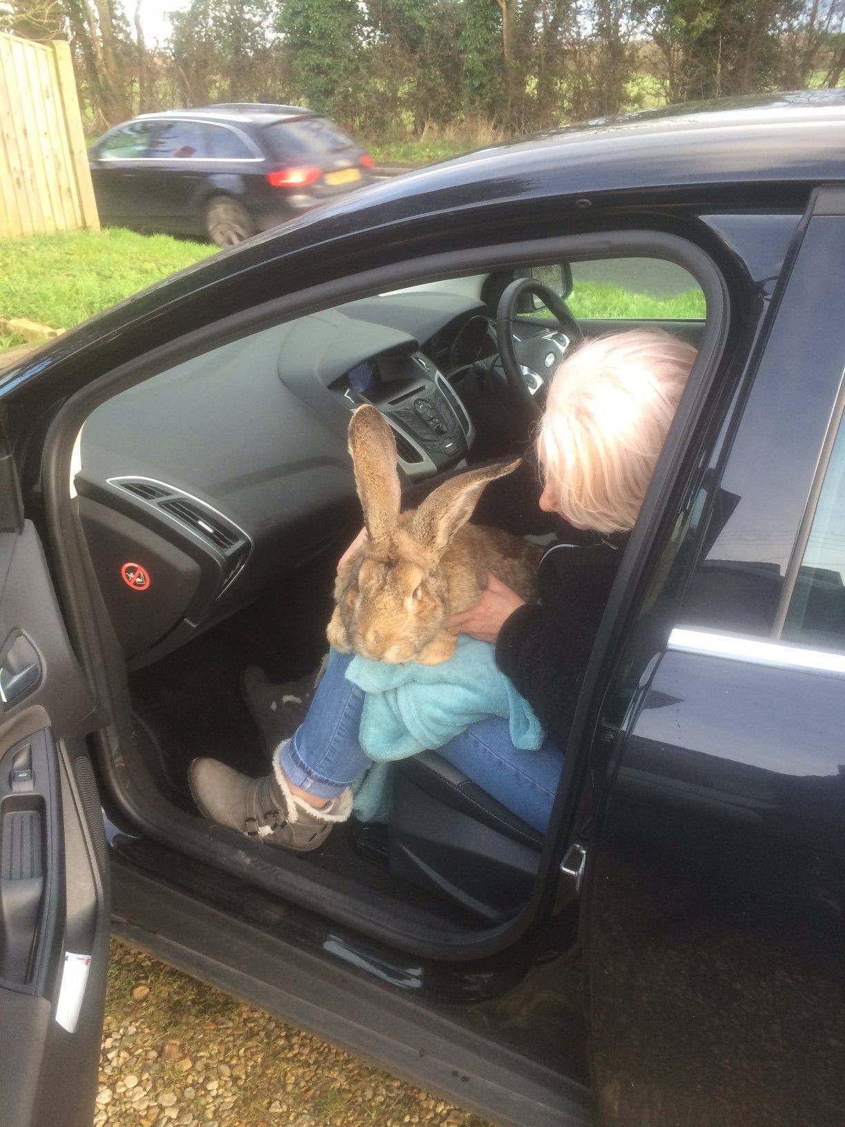 What's Up, Doc? World's Biggest Rabbit Stolen | The Vintage News