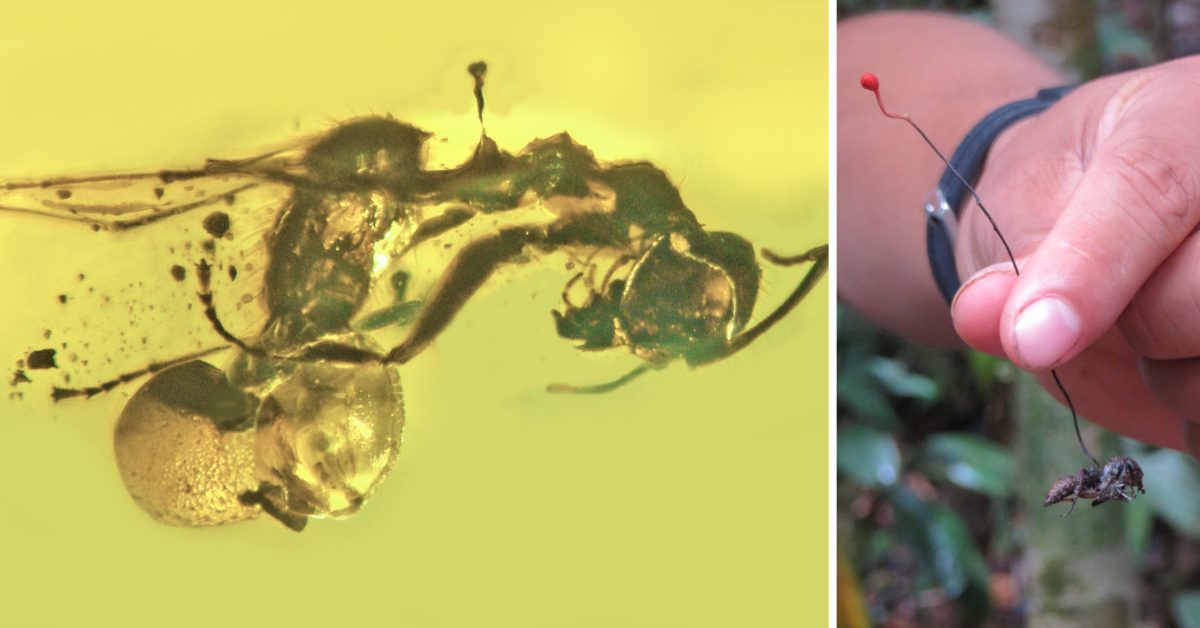 New 'Zombie Ant Fungus' Discovered In Amber From 50 Million Years Ago ...