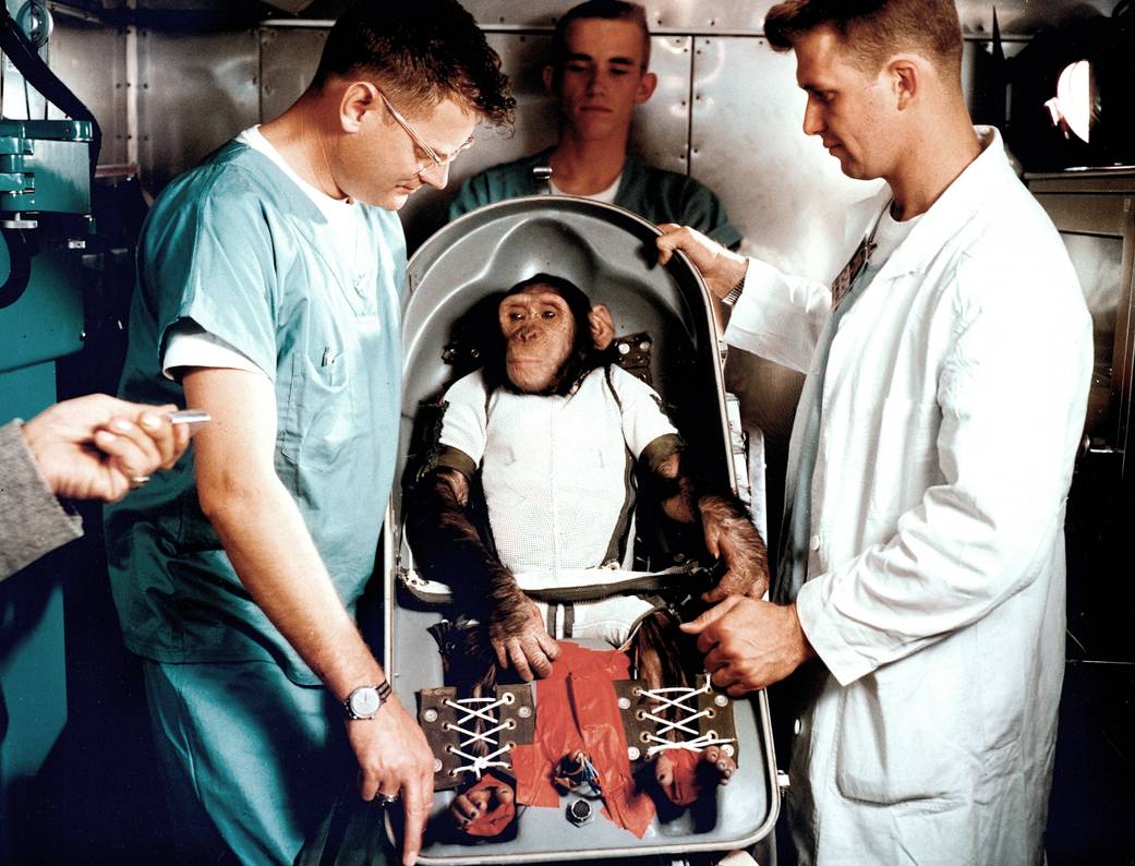 Ham The Astrochimp Was A Hero Of The Space Race — But At What Cost ...