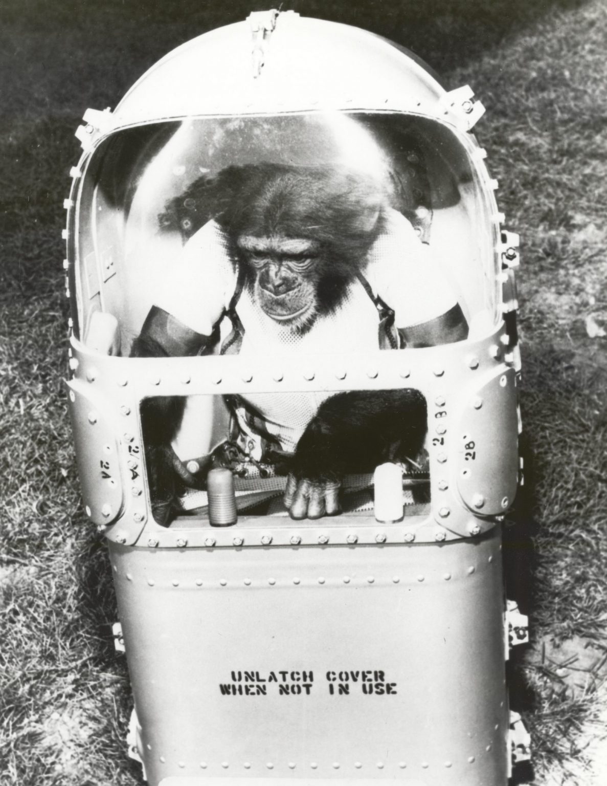 Ham The Astrochimp Was A Hero Of The Space Race — But At What Cost ...