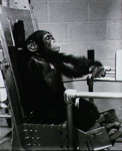 Ham The Astrochimp Was A Hero Of The Space Race — But At What Cost ...