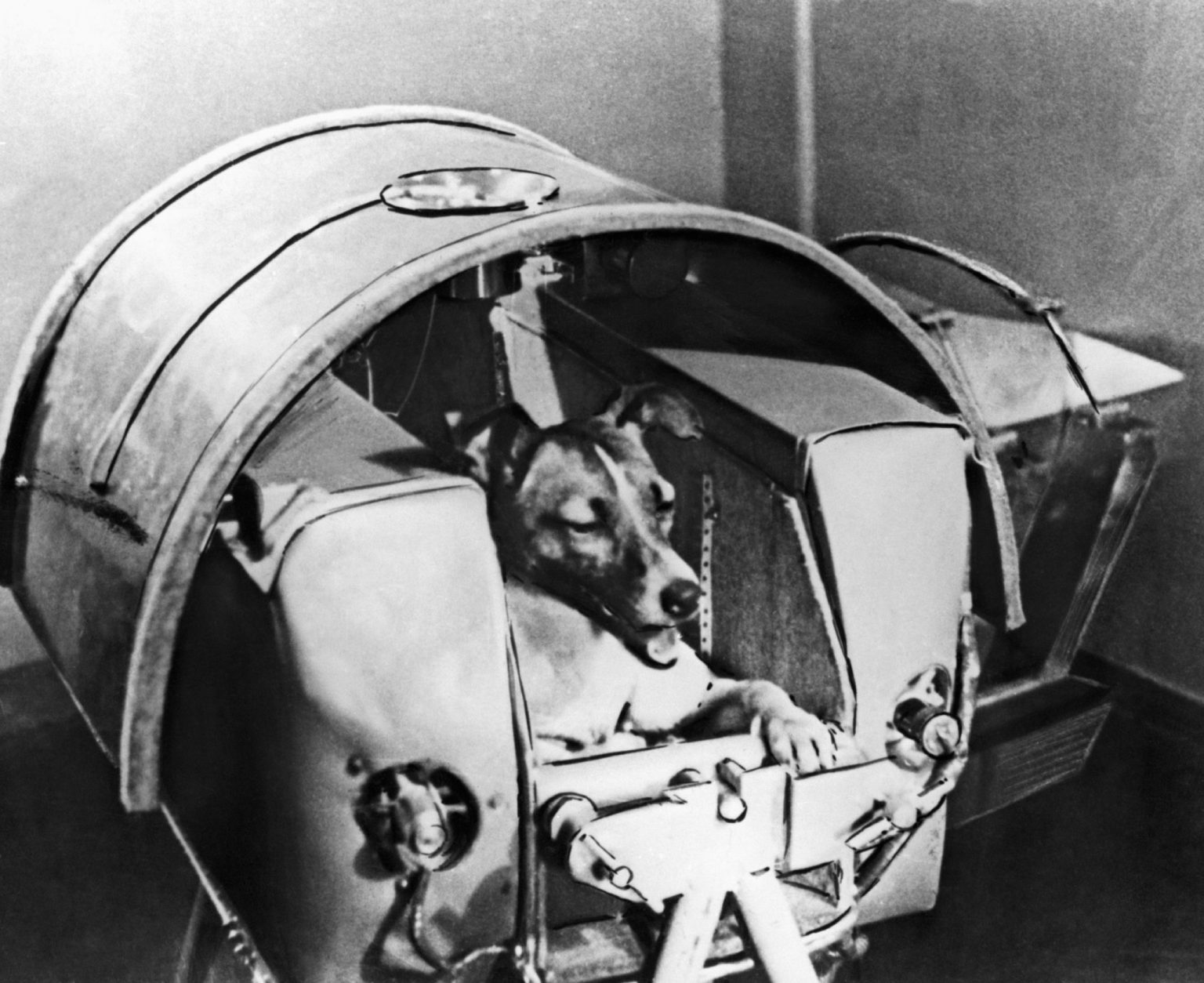 Ham The Astrochimp Was A Hero Of The Space Race — But At What Cost ...