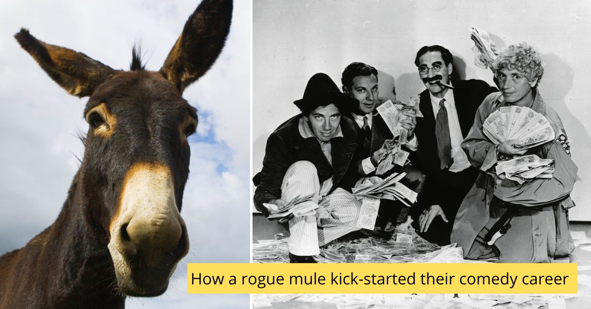 The Mule That Made The Marx Brothers Famous And Other Tales Told On The ...