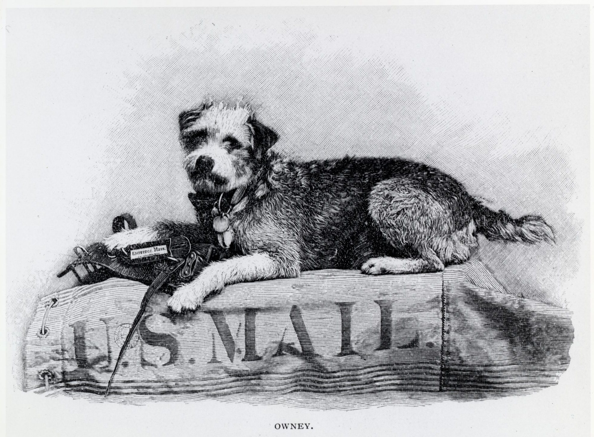 Owney, The Post Office Pooch Who Traveled Around The World And Earned ...