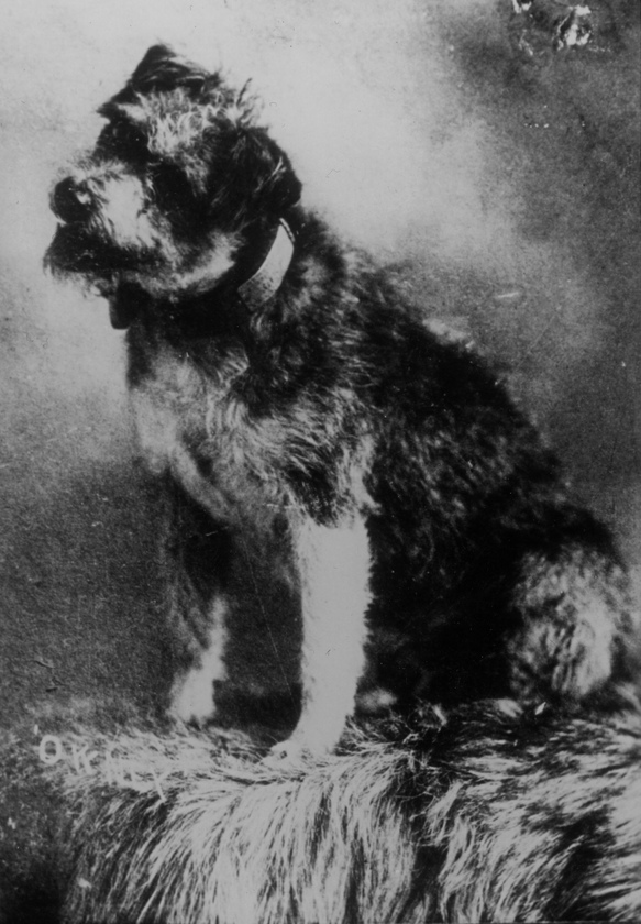 Owney, The Post Office Pooch Who Traveled Around The World And Earned ...