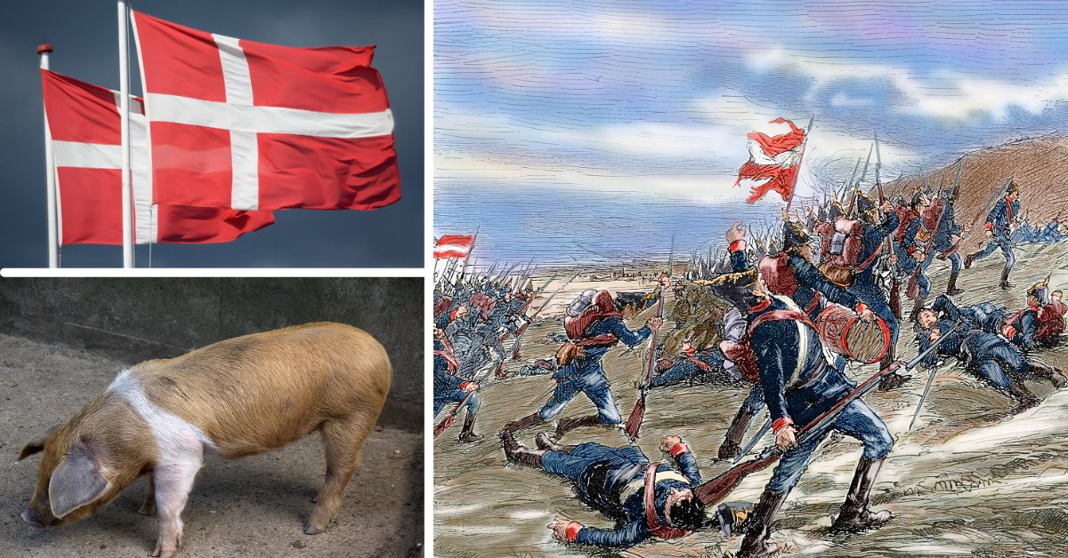 Protestschwein – The Pig That Was Bred When Flags Were Banned | The ...