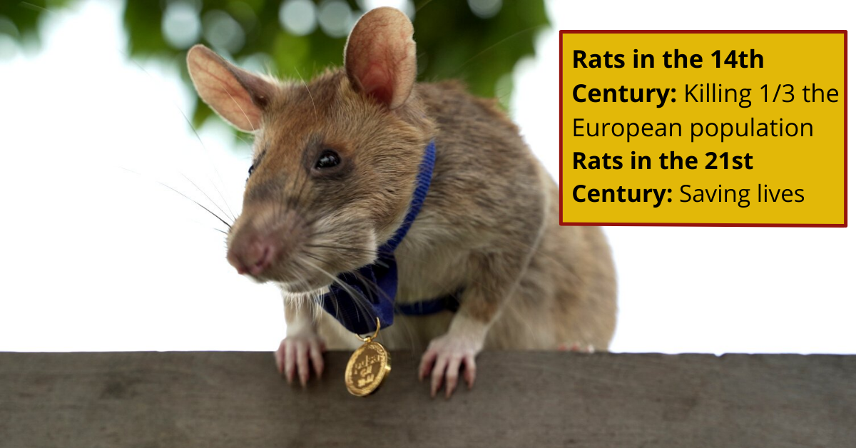 Magawa, Mine-Detecting Rat, Dead At 8 | The Vintage News