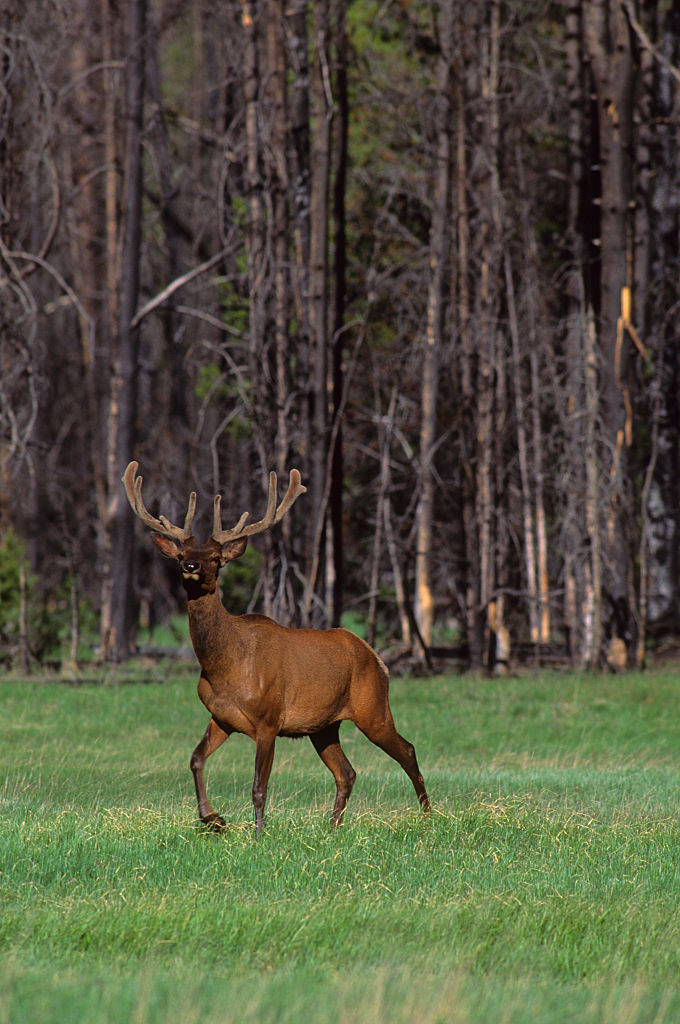 Yellowstone Zone of Death